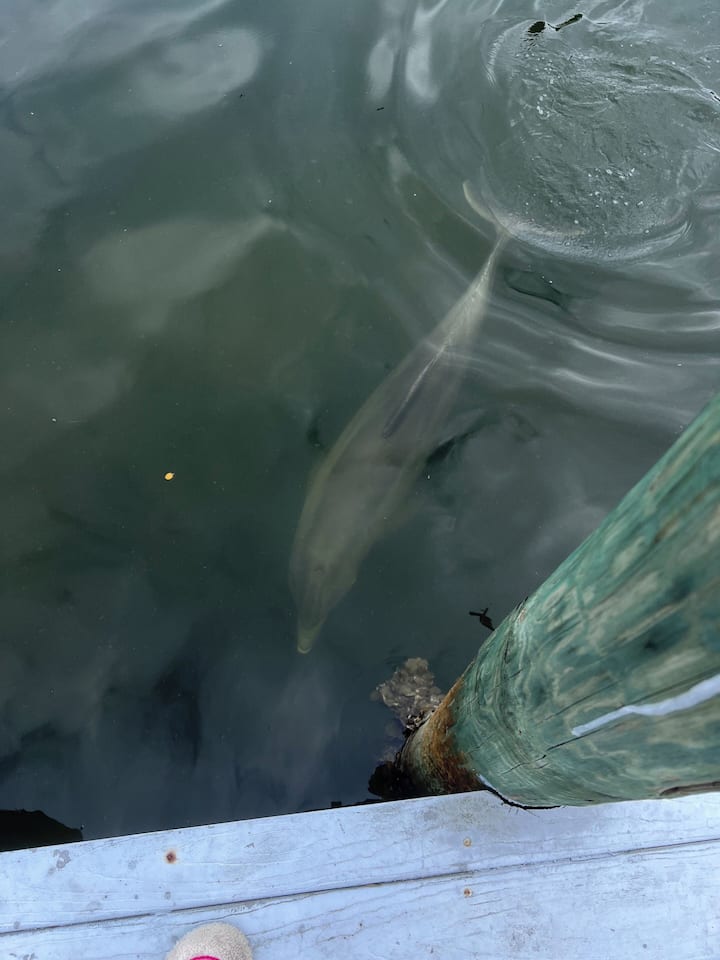 Kayak To The Gulf With Dolphins - Deep Water Canal - Hudson, FL