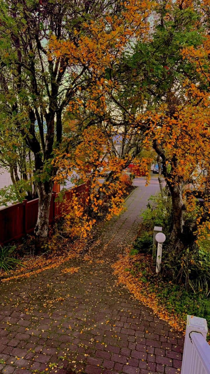 #Cozy Studio Basment Free Parking City Centre Wifi - Reykjavík