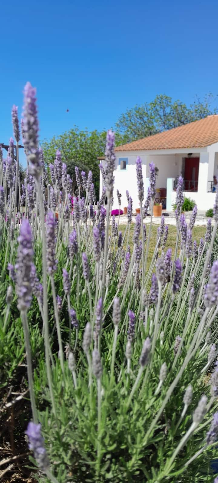 Monte Da Rua 13- Alentejo (ÉVora) - Alentejo