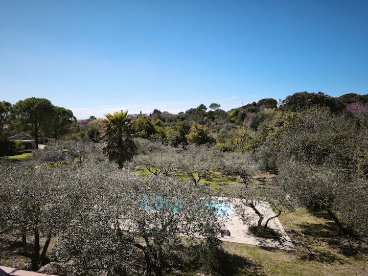 Belle Villa Au Milieu D'oliviers Centenaires - Sommières