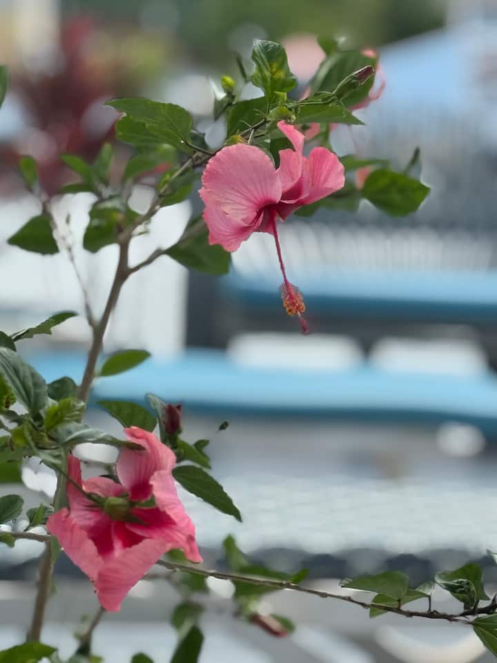 Honey Breeze - Antigua and Barbuda