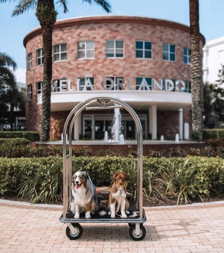 Cozy Condo Near Disney – Pets Welcome - Celebration, FL