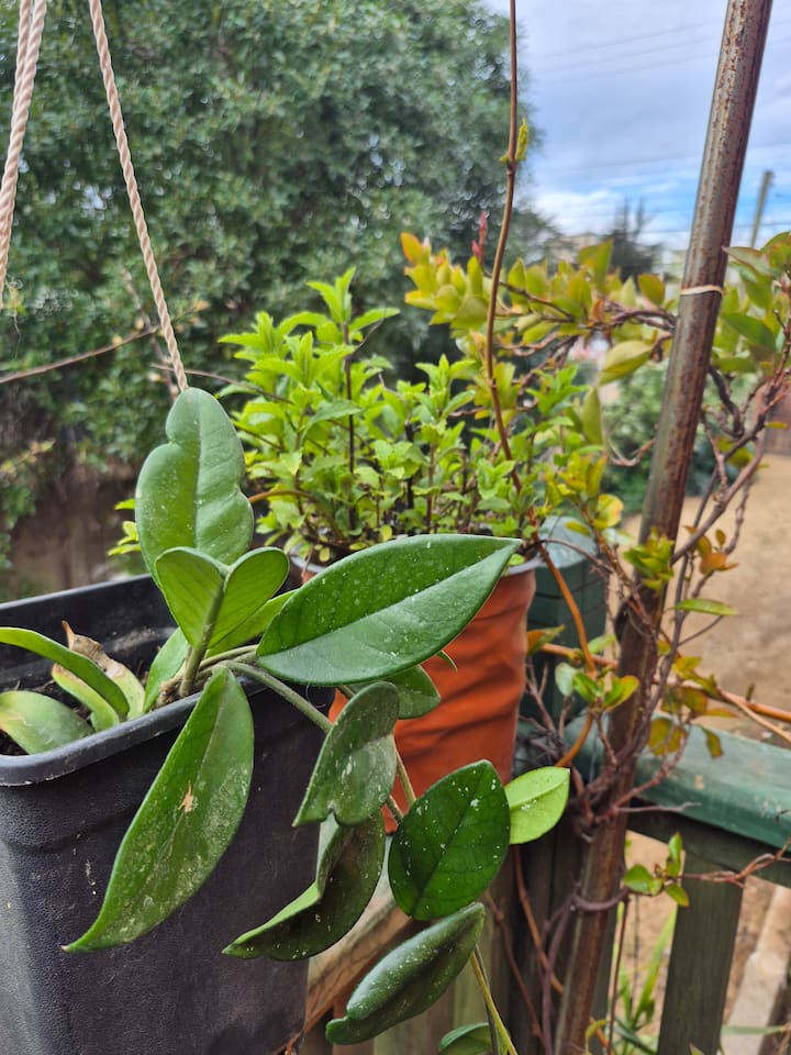 Hostal El Roble, Algarrobo: Habitación 3 - Algarrobo