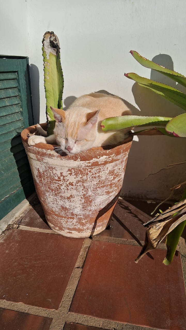 Chale/ Loft - Ilhabela