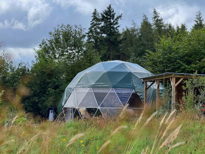 Daisy Dome In Wild Flower Meadow - Llanidloes