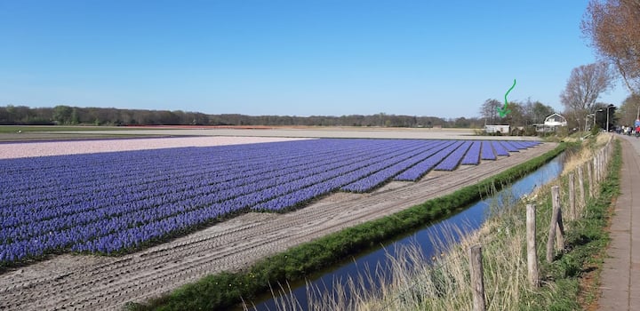 Huisje Met Uitzicht Op Duinen En Bloemvelden - Lisse