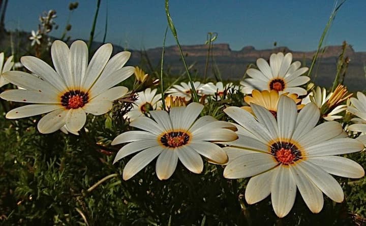 *Flower Season* Close To West Coast National Park - Yzerfontein
