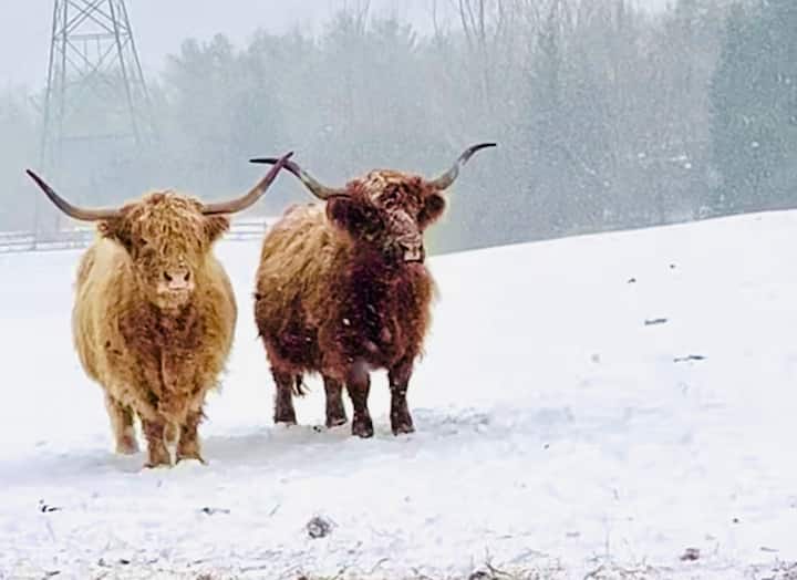 Animal Lovers Dream! Barn Loft In Burlington - Burlington