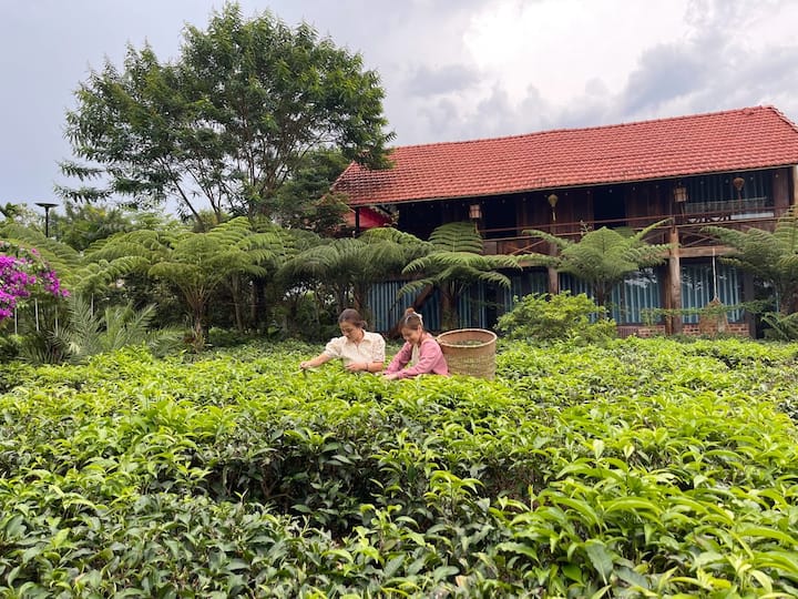 Nông Trại Trà,cà Phê, Trái Cây Nhiệt đớI - Bảo Lộc
