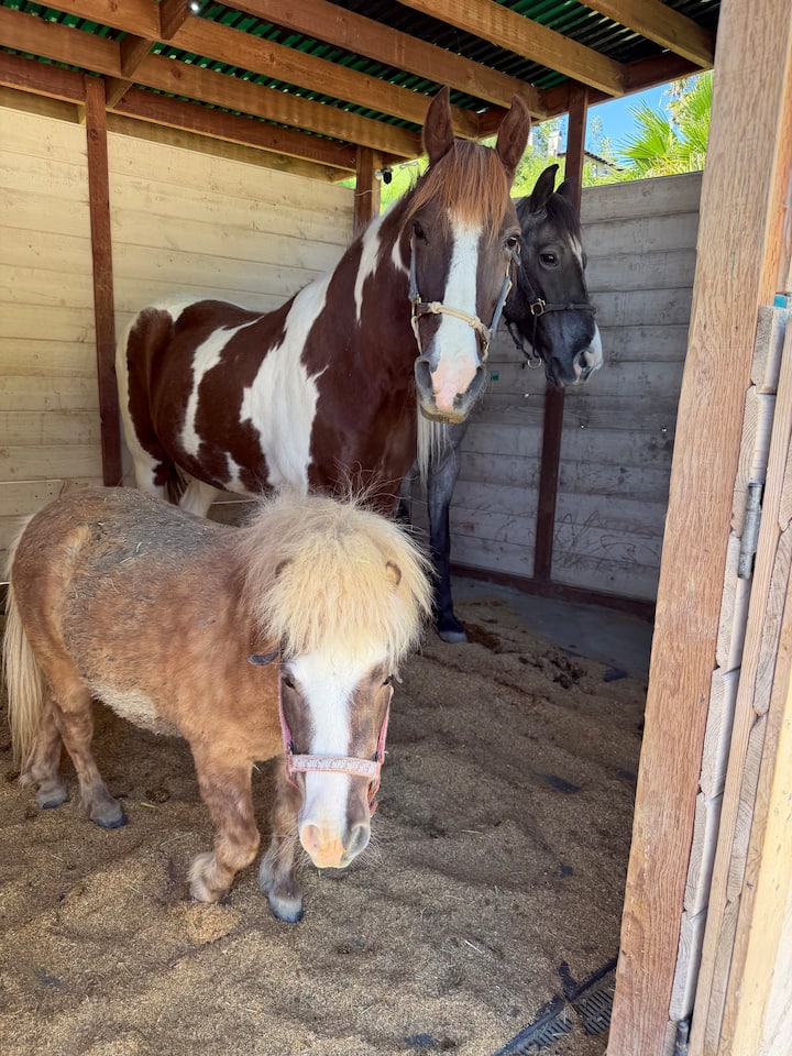 Ocean Views! Pool New 2/2 Malibu House Parking - Malibu