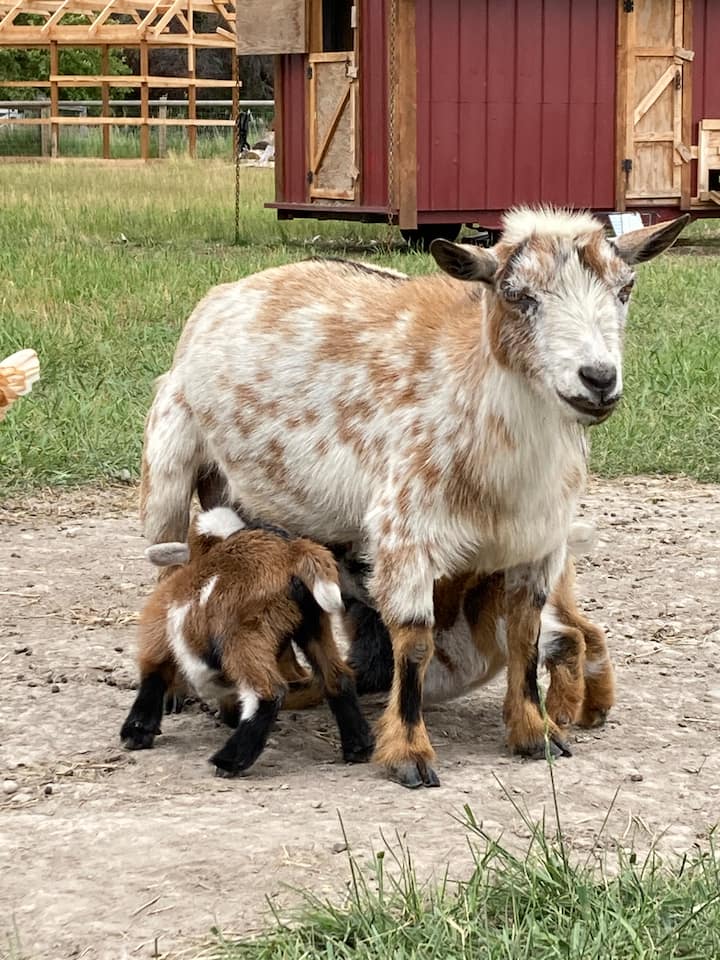 Quiet Rural 3 Bedroom Getaway - Columbia Falls, MT