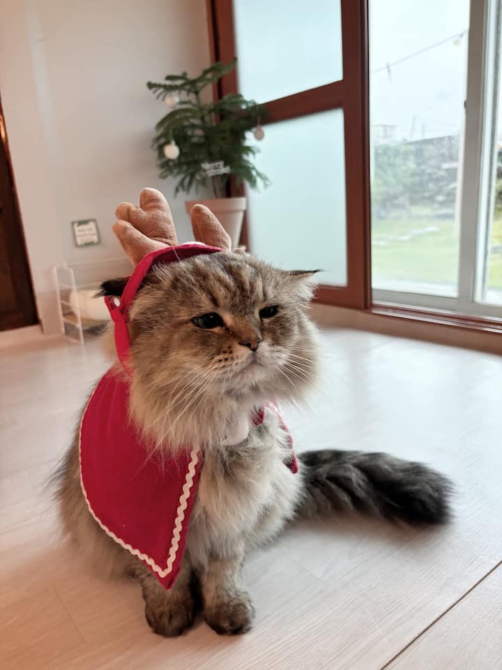 *고양이호스트 써니네집 *커플/한팀만이용 [마당불멍,야외바베큐] 1qbed 2인 독채 - Jeju-si