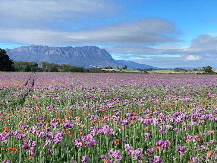 True Blue Apartment Two - Sheffield