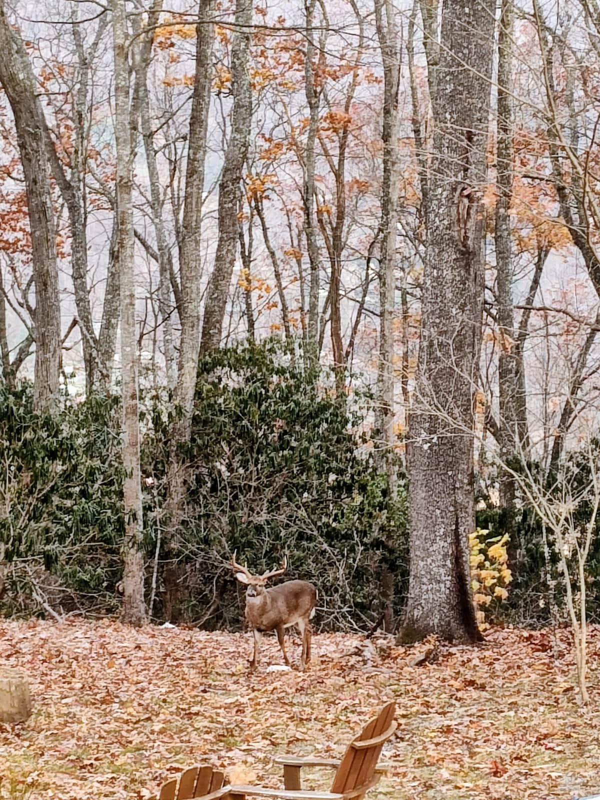 Casa de campo Pheasant Ridge - Cabañas en renta en Maggie Valley ...