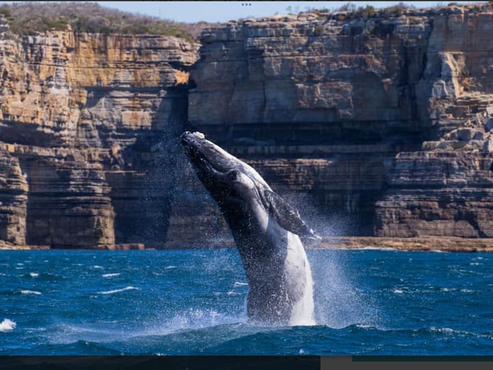 Stella’s By Orion Beach - Hyams Beach