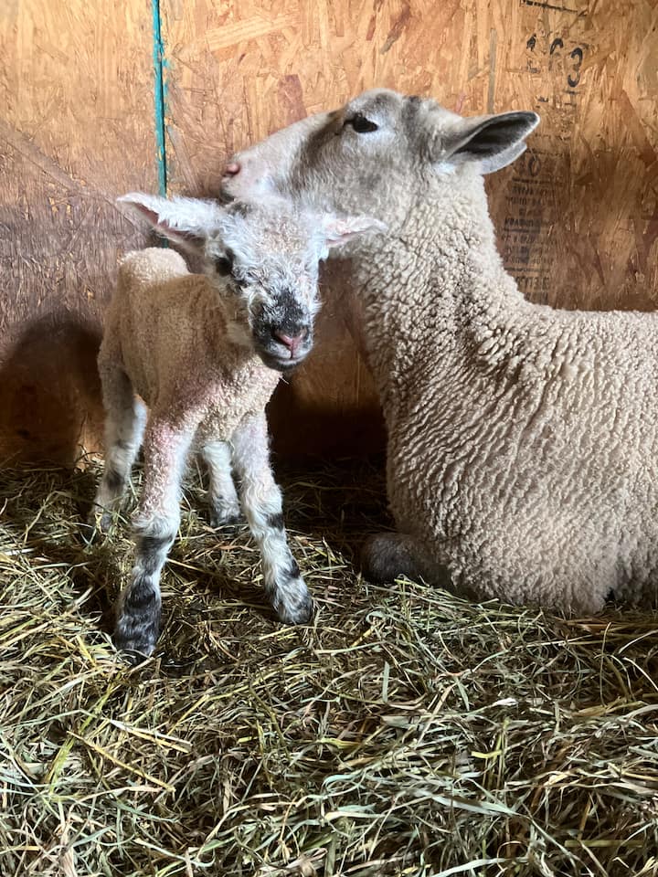 Buckwild Farm Stay - Michigan