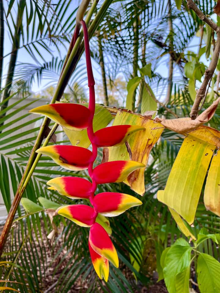 Tropical Retreat W/ Charming Garden Near Downtown - Sarasota, FL
