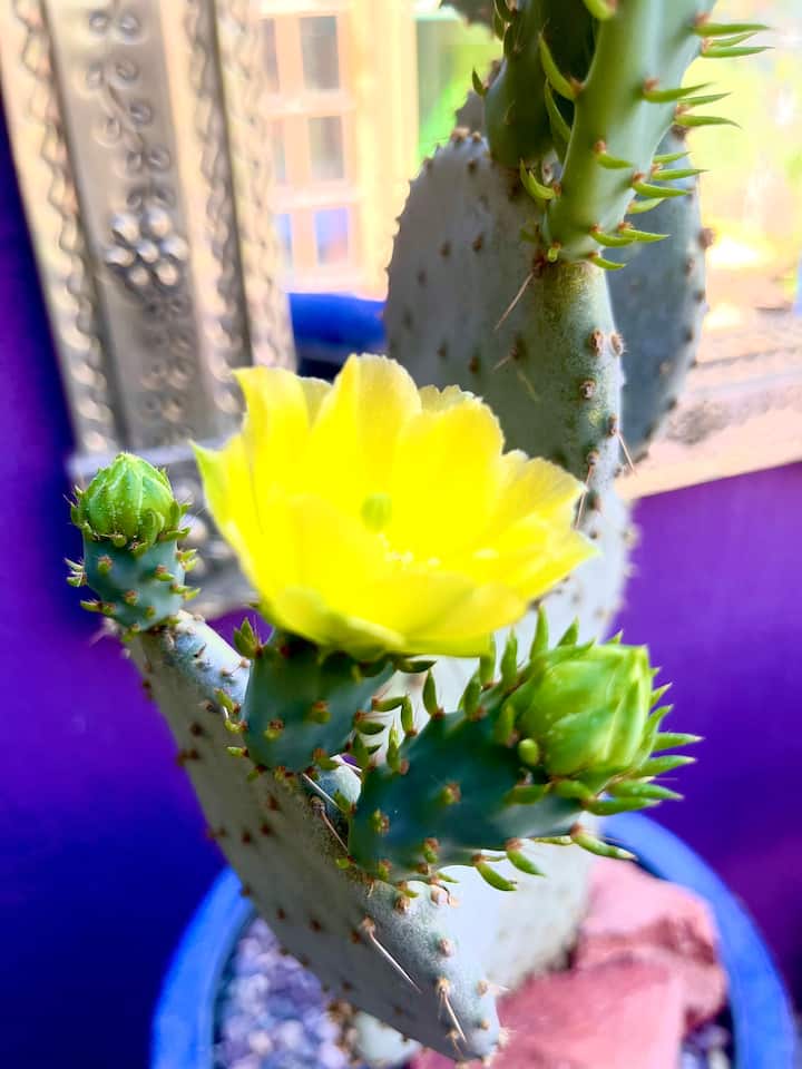 The Purple Casita - Tucson, AZ