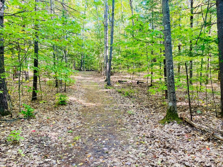 These Woods Were Made For Walkin - Resort Township, MI