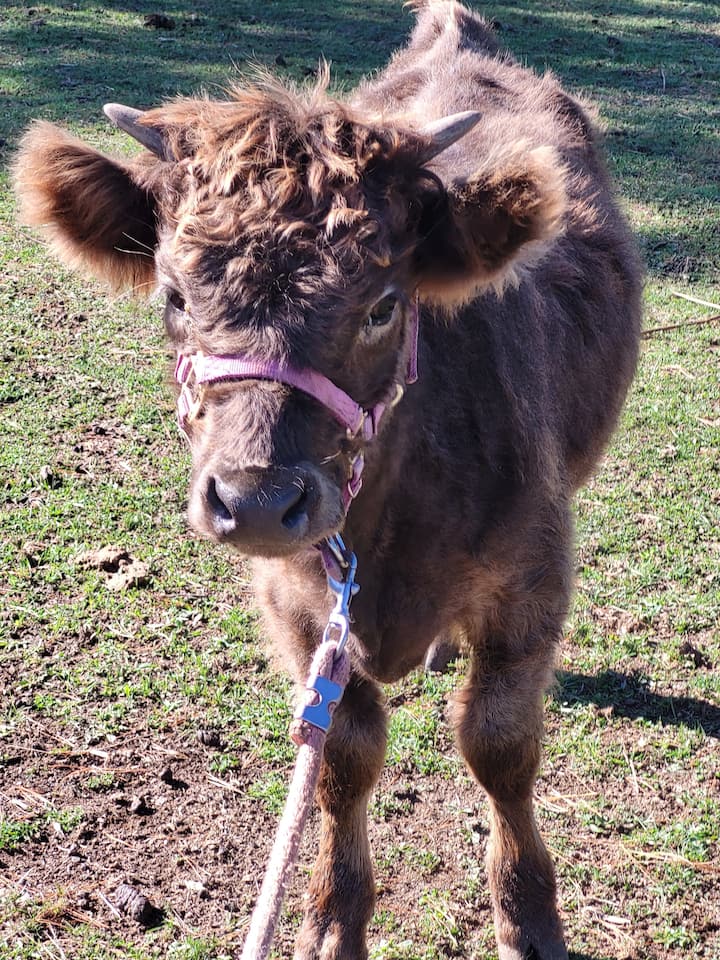 Country & Charming - Palmdale, PA