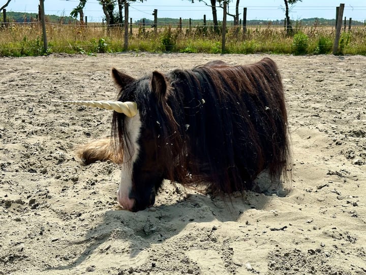 Het Tinkerparadijs, Paarden, Rust En Ruimte. - Renesse