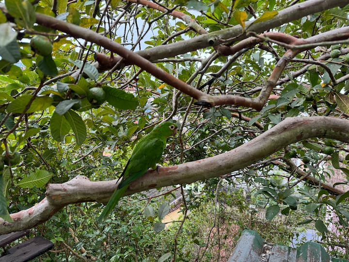 Vista Deslumbrante E Contato Com A Natureza - Ilha Grande