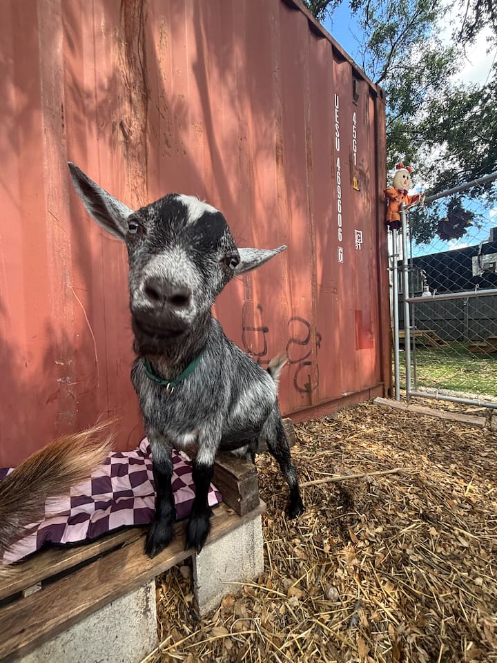 Loft Tiny House In Tampa With Goats - Tampa, FL