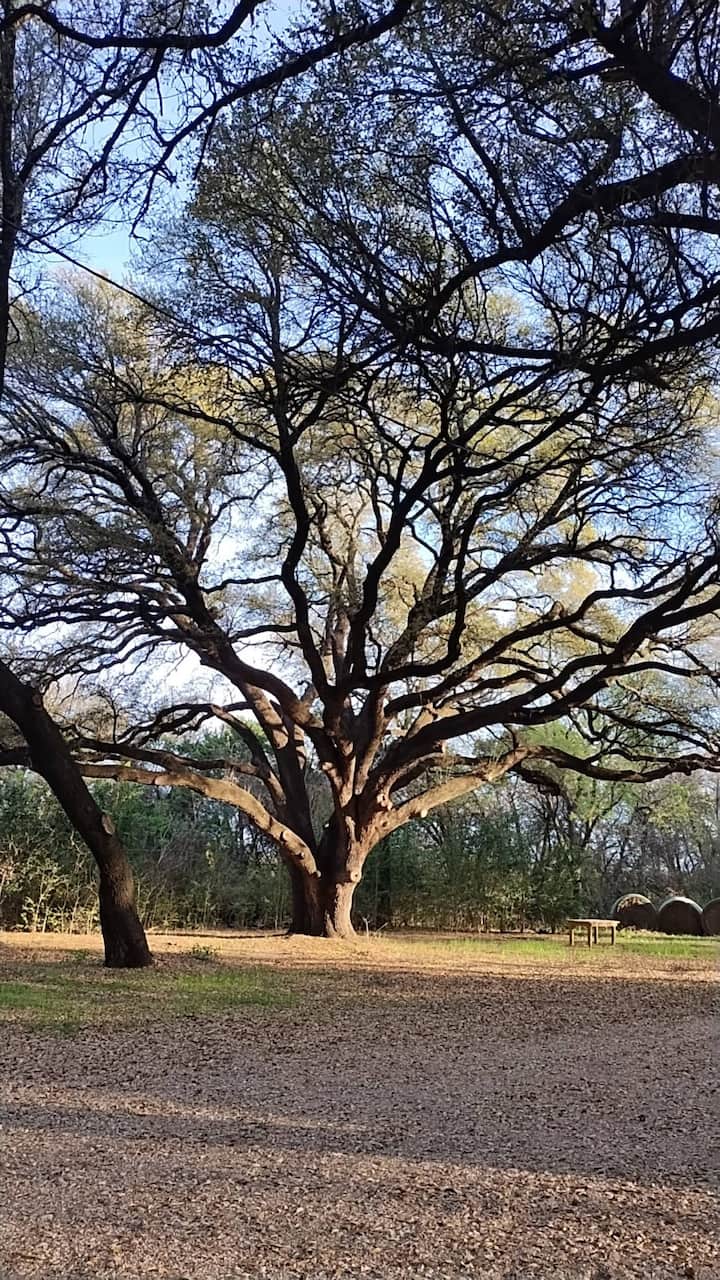 Cabin In The Woods
2 Bdrms/3 Beds/1bath - Lake Whitney, TX