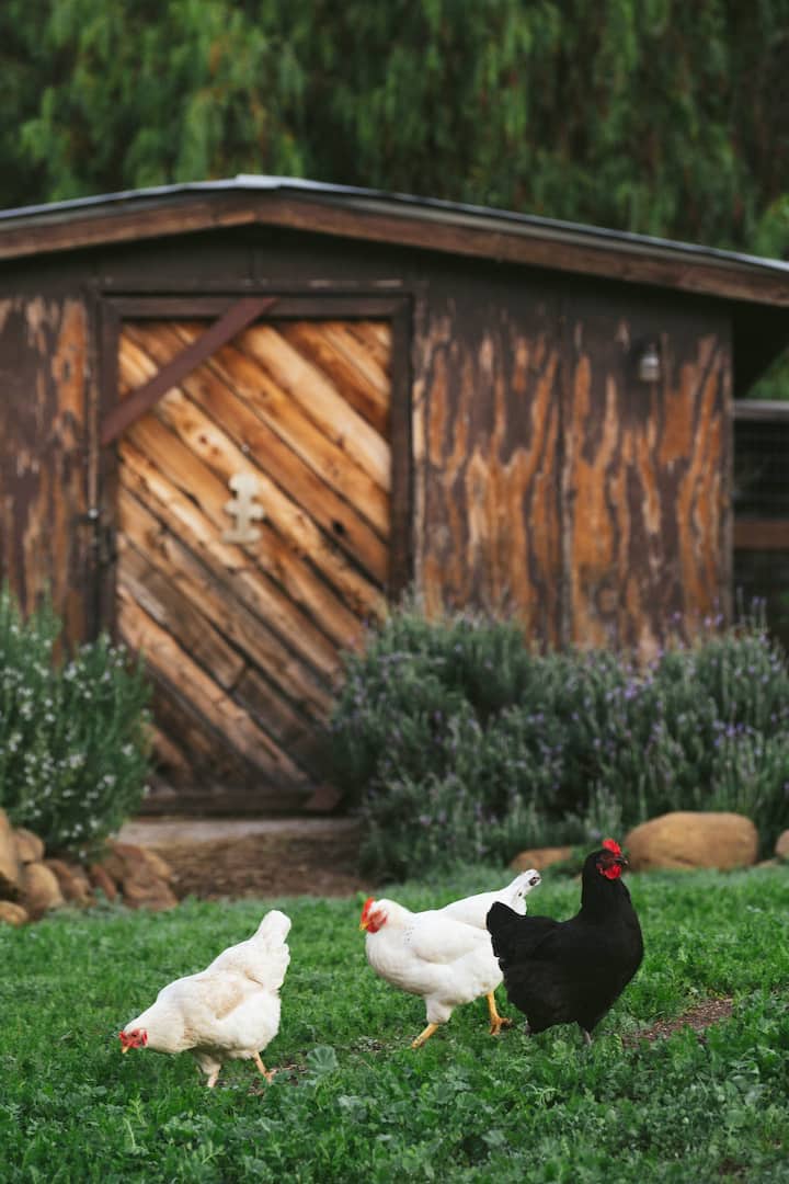 Opals Acres En Suite - Ojai, CA