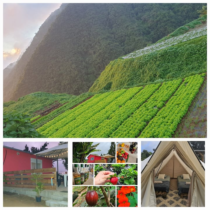 Petite Maison 
Au Coeur Des Plantations
Dos D'âne - Reunión