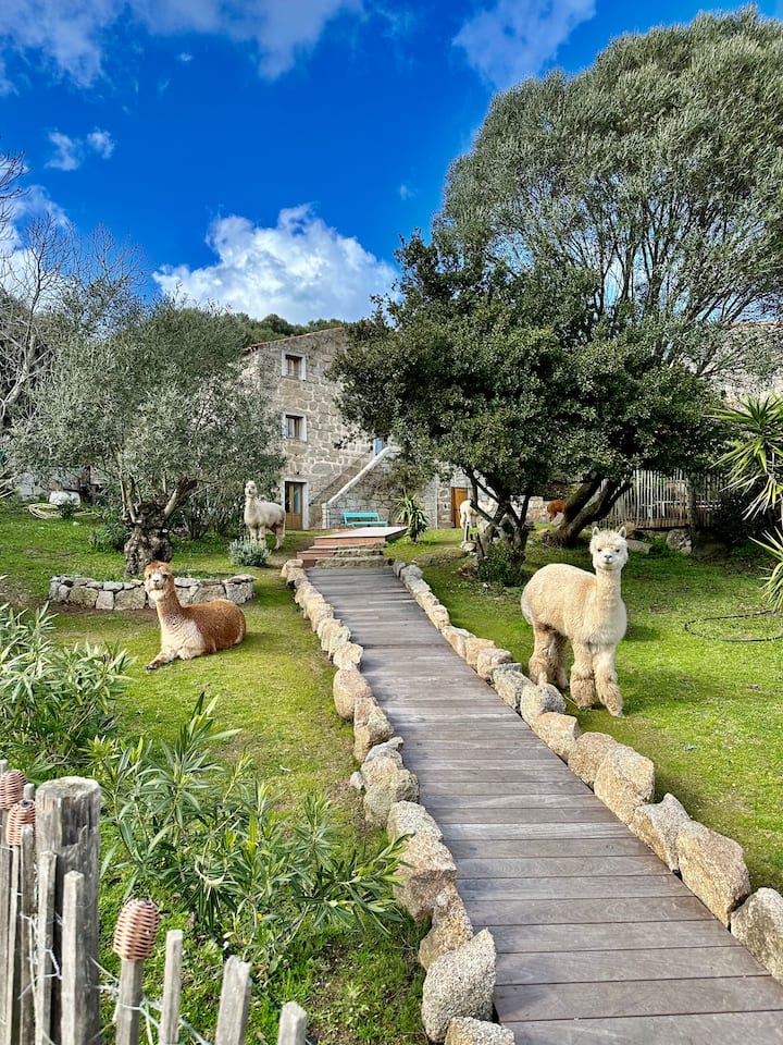 Villa Authentique Corse Et Piscine Privative - Figari