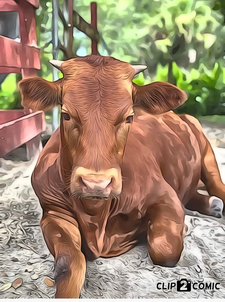 The Salty Cracker - Florida