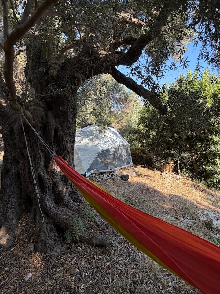 Pedro - Dome In Nature - Crete