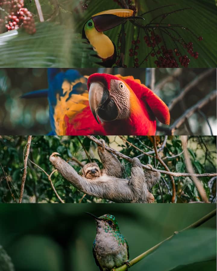 Modern Jungle Studio Surrounded By Wildlife - Carara