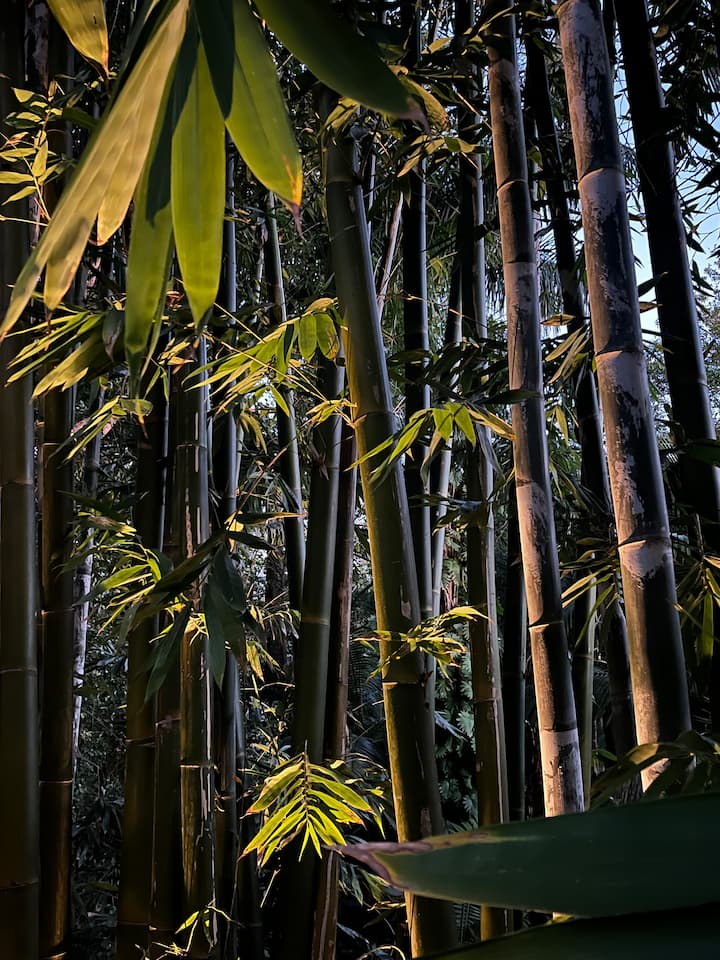 Bamboo:base @Buderim - Sunshine Coast Queensland, Australia