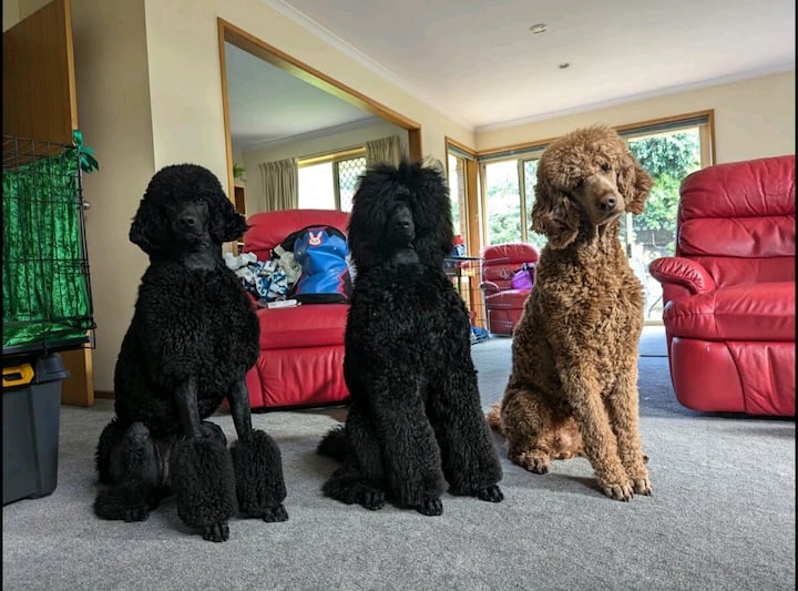 Bellerive Pet Friendly Home - Hobart