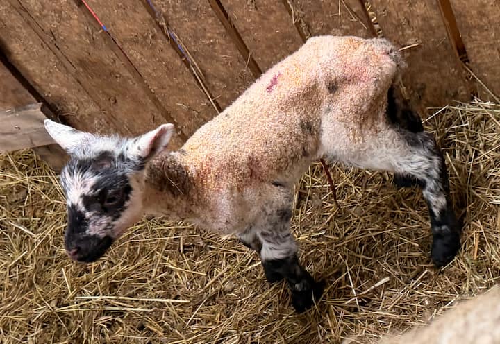 New Lambs Born 04/13/26. Cow, Goats, Sheep Oh My! - Anchorage