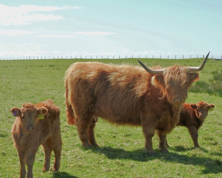 Buttercup Cottage, Killean Estate, Argyll & Bute - Carradale