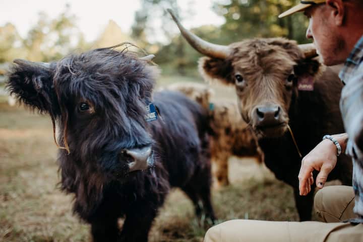 The Fittest Airbnb- Full Gym, Pickleball, And Cows - Lake Wylie, SC