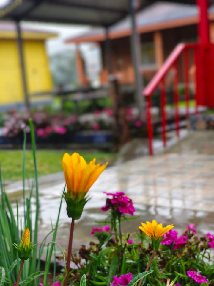 The Laughing Woods - Kotagiri