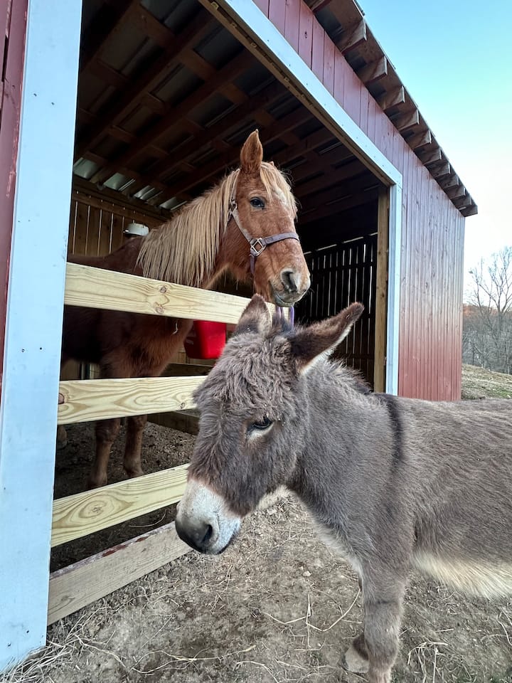 Farm Animal Sanctuary 12 Minutes From Nashville - Nashville, TN