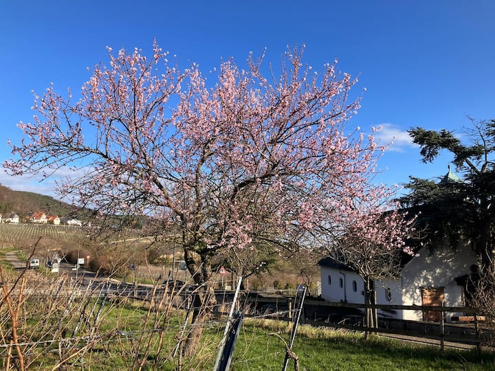 1. Lage: Gimmeldinger Biengarten - Gartenwohnung - Deidesheim