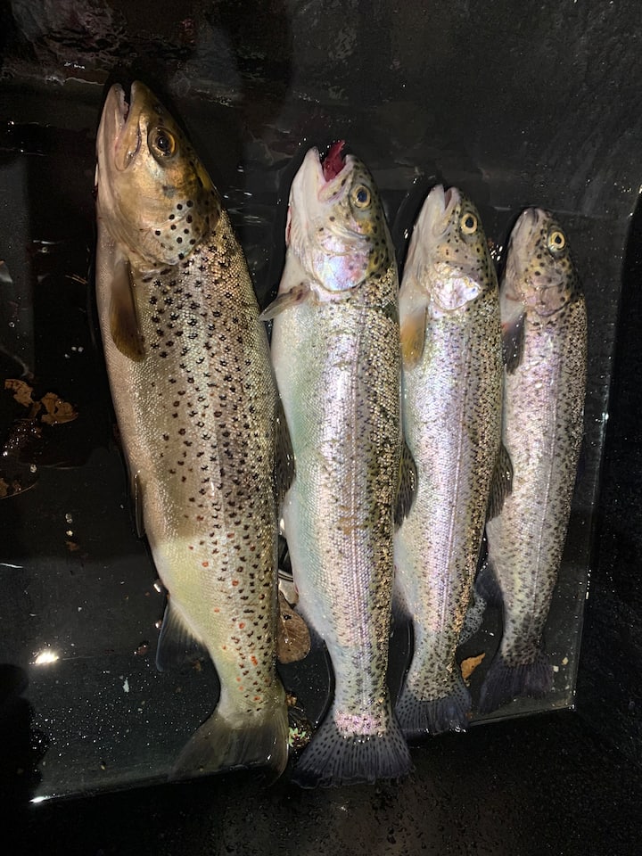 Chalet Bord Du Lac Et Rivière Spécial Ouverture ! - La Salvetat-sur-Agout