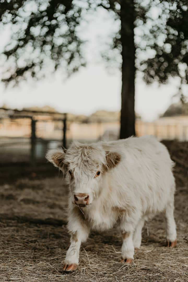 Highland Cottage-stay W/fluffy Cows - Salado, TX