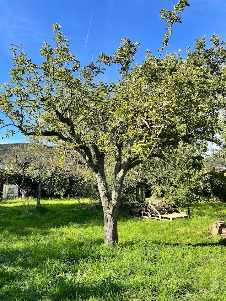 Campen Inmitten Der Weinberge - Neustadt an der Weinstraße