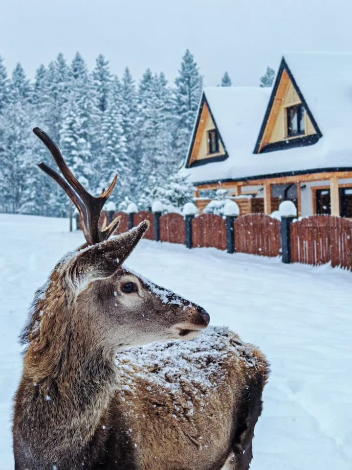 M Domki Zakopane- Domek 1 - Zakopane