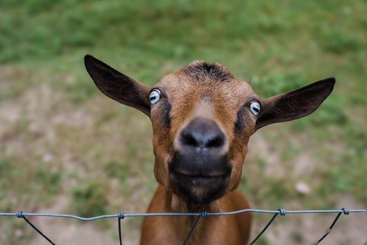 20 Mins To Hershey Park W/ Farm Animals & Firepit! - Swatara State Park, Pine Grove