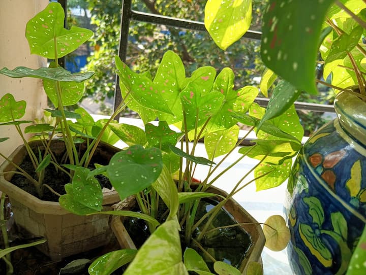 The Tulip Touch - Elite Family Suite - Dankuni