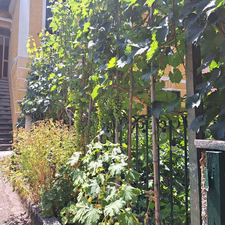 Guesthouse Close By The Sea Citr : 011019-aff-0014 - Monterosso al Mare