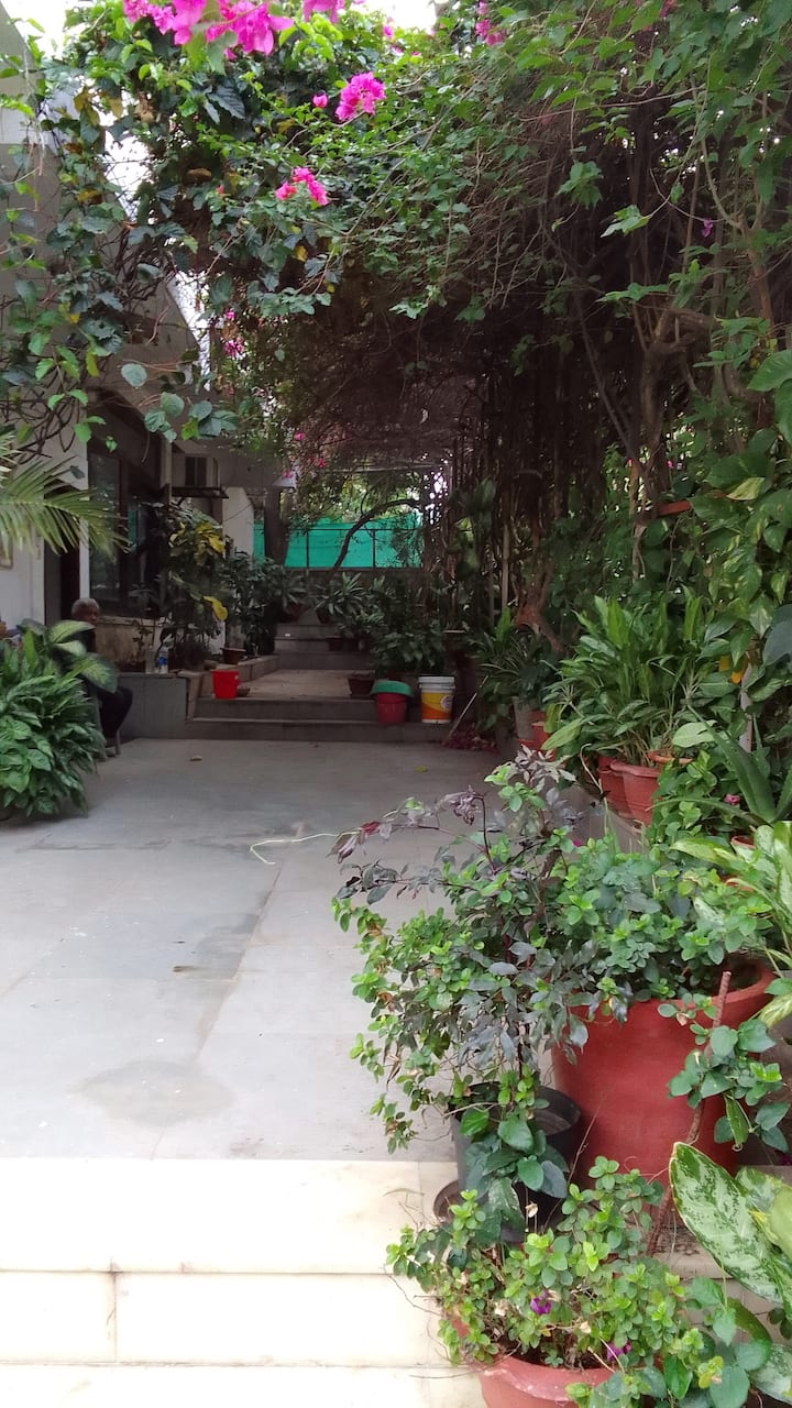 Mum's Bougainvillea - Bhopal
